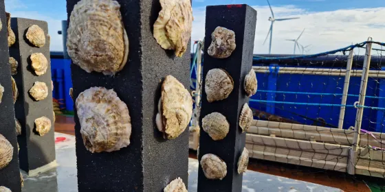 Latest innovation for restoring oyster reefs installed in Luchterduinen ...