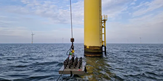 Latest innovation for restoring oyster reefs installed in Luchterduinen ...
