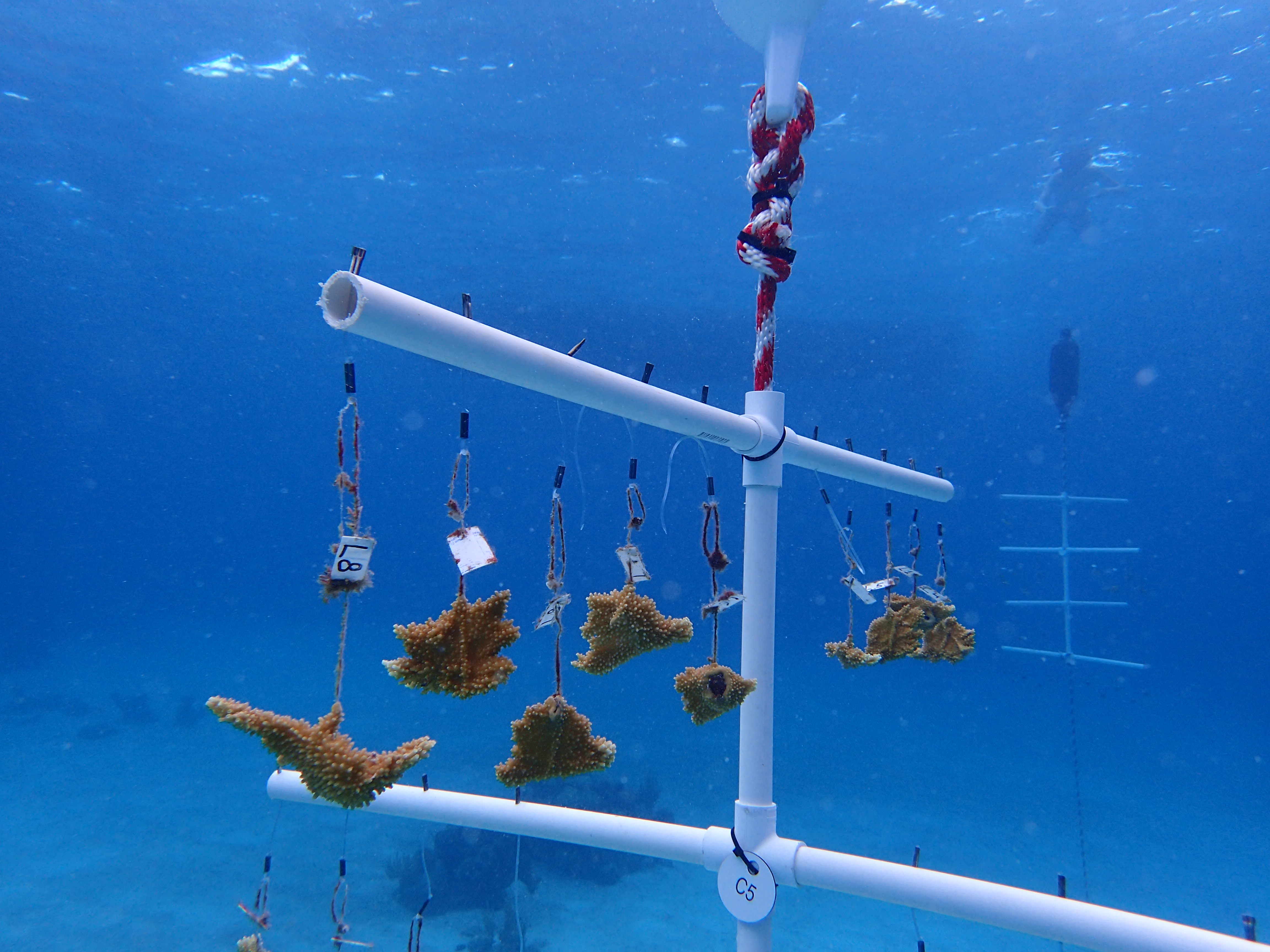 Van Oord’s first coral engine operational | Van Oord
